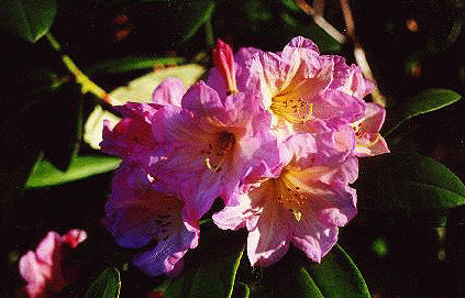 A delicate mix of colorson a large, vigorous plant