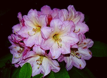 A delicate mix of colorson a large, vigorous plant