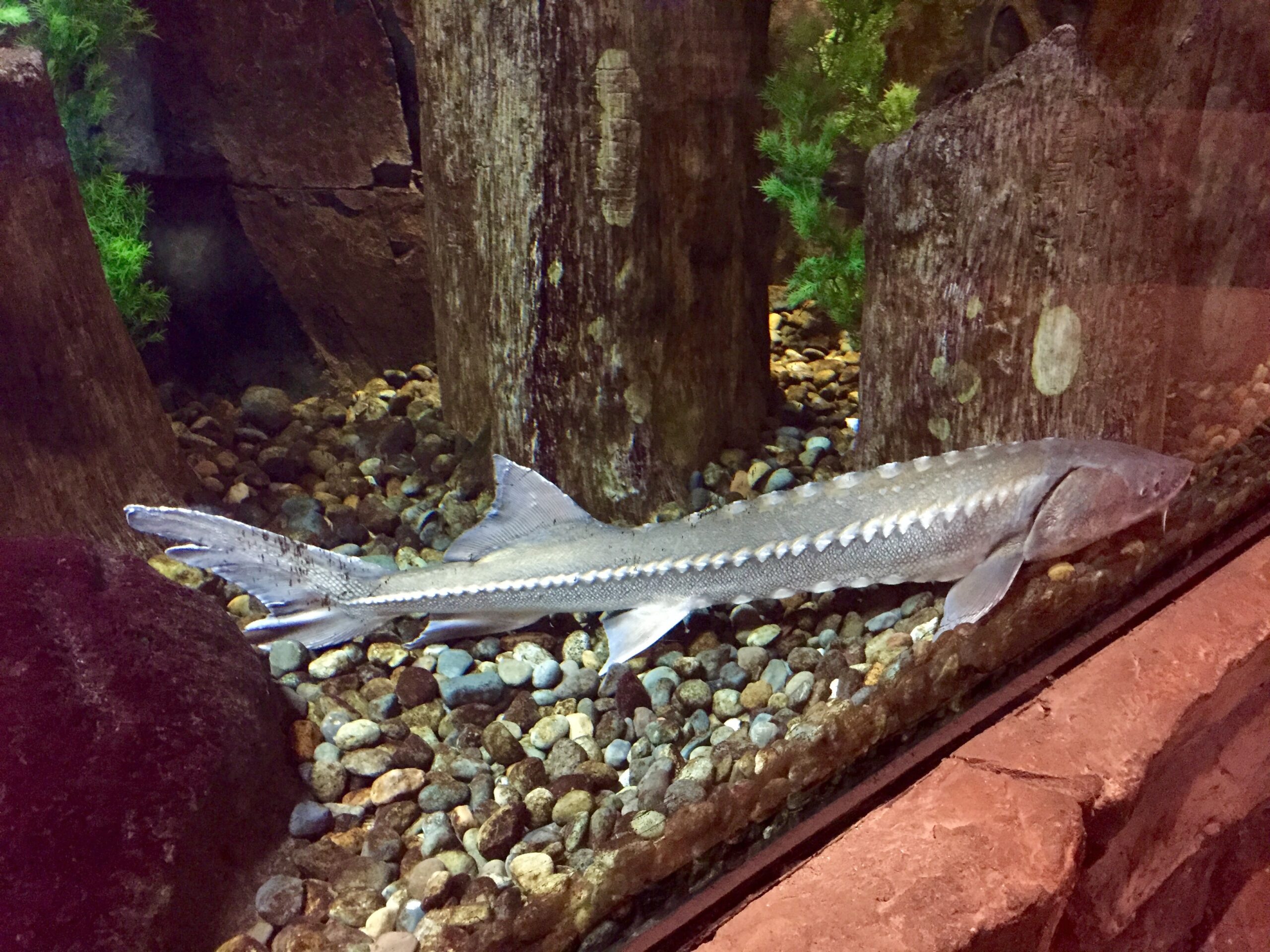 Amtrak Coast Starlight | Cruising Log of the Murrelet