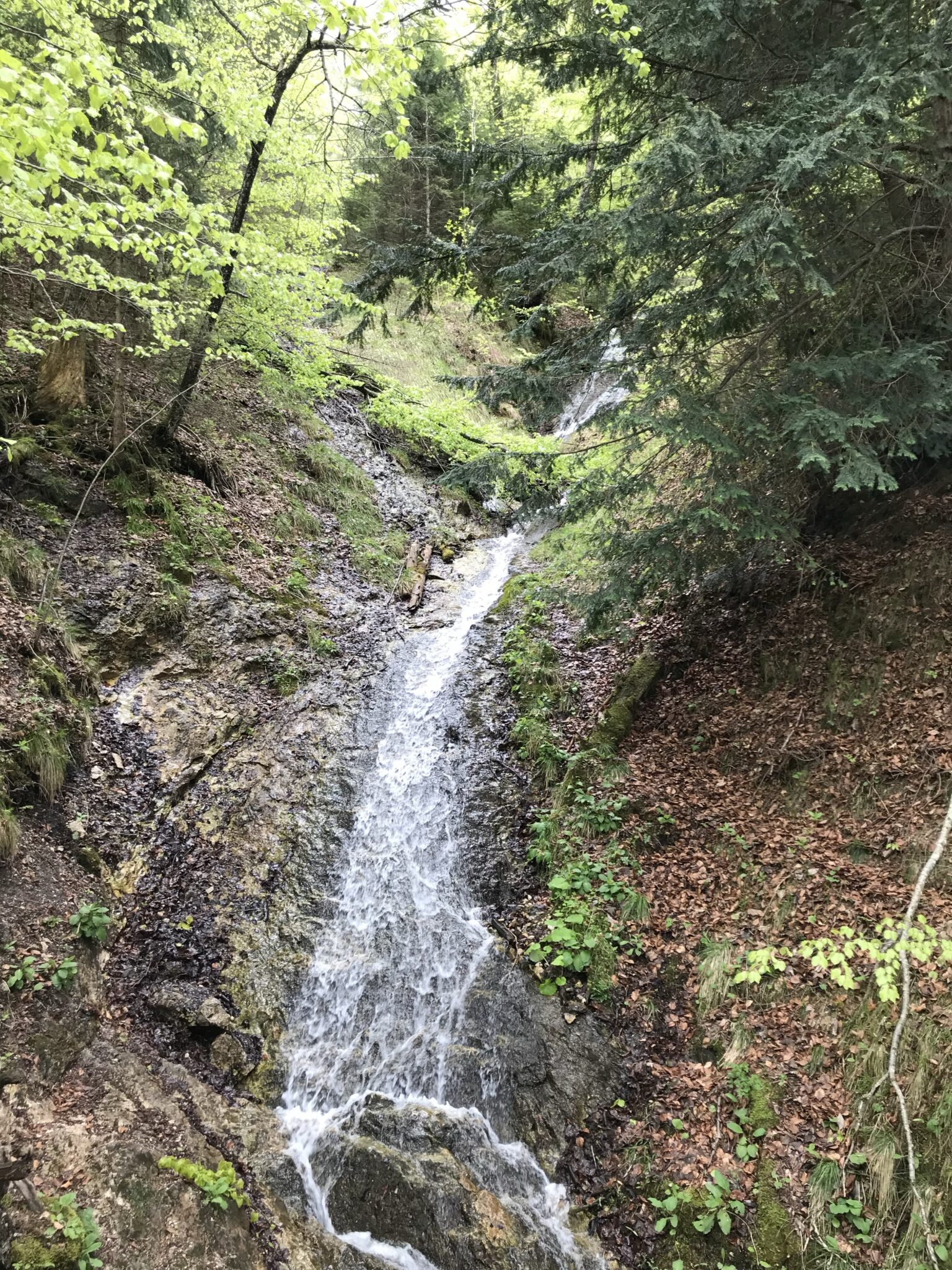 The Ring Cycle Operas | Cruising Log of the Murrelet